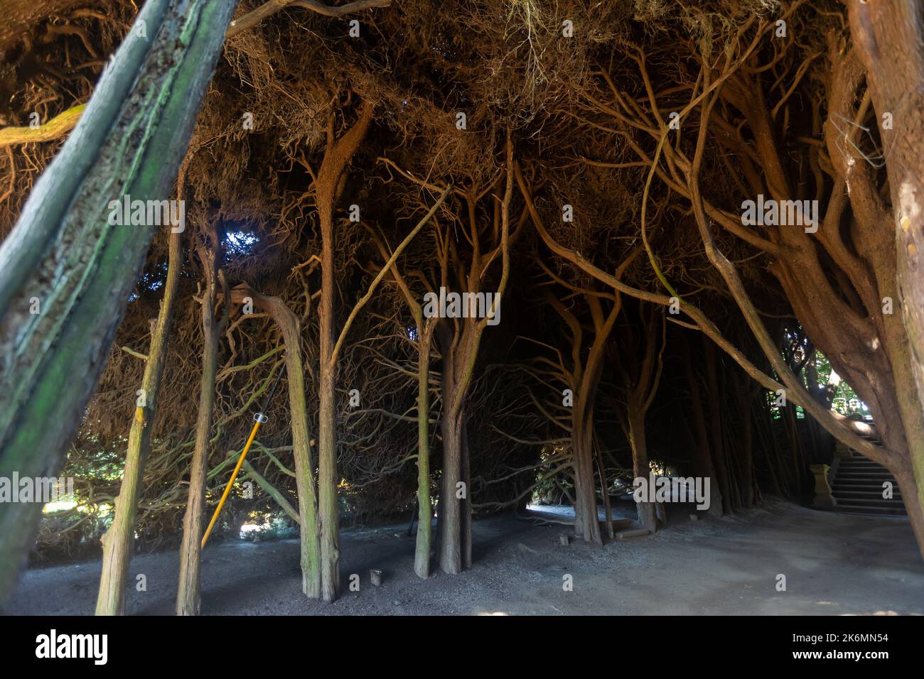 Dense planting of trees forming tunnel in garden of Mateus Palace Stock ...