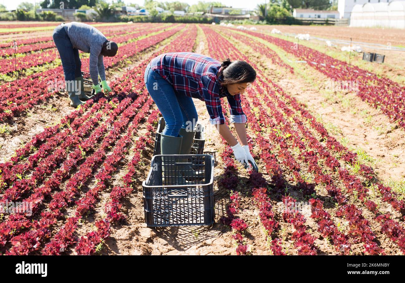 Colombian workers hi-res stock photography and images - Alamy