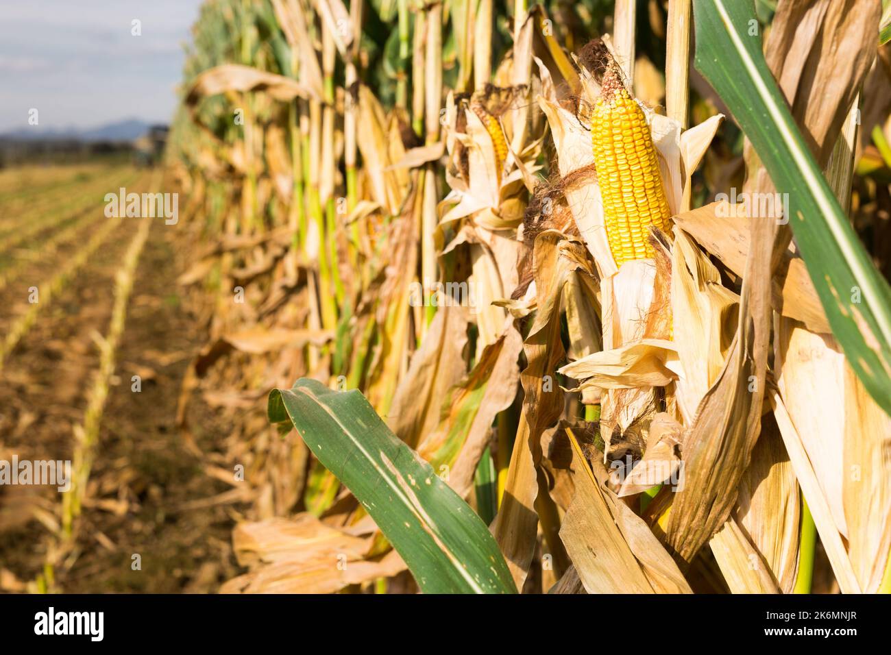 Corn or maize field Stock Photo - Alamy