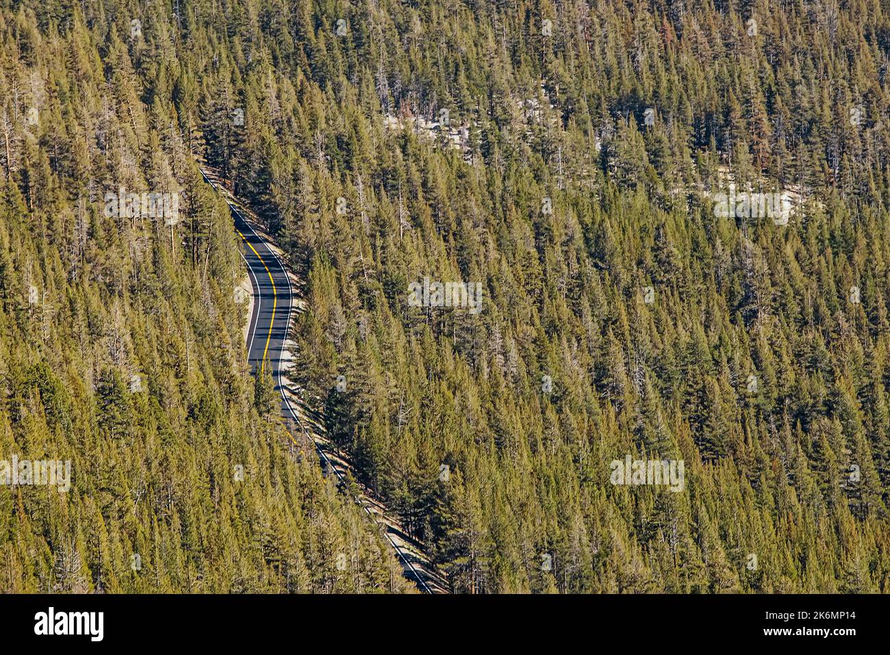 Highway through huge pine hi-res stock photography and images - Alamy