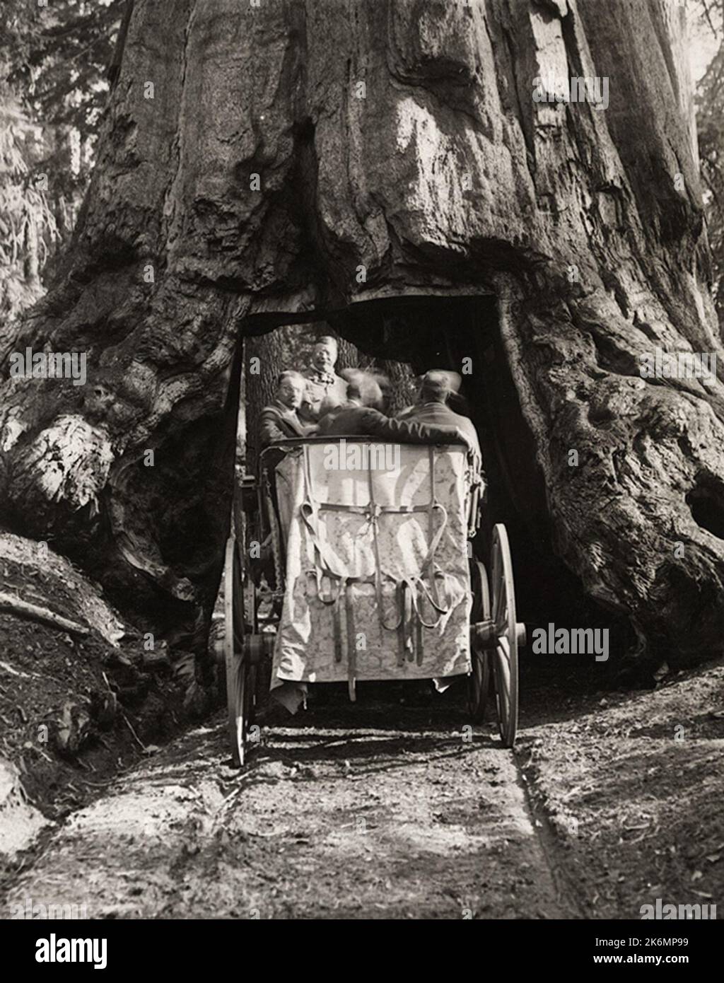 President Theodore Roosevelt driving through a sequoia tree tunnel ...