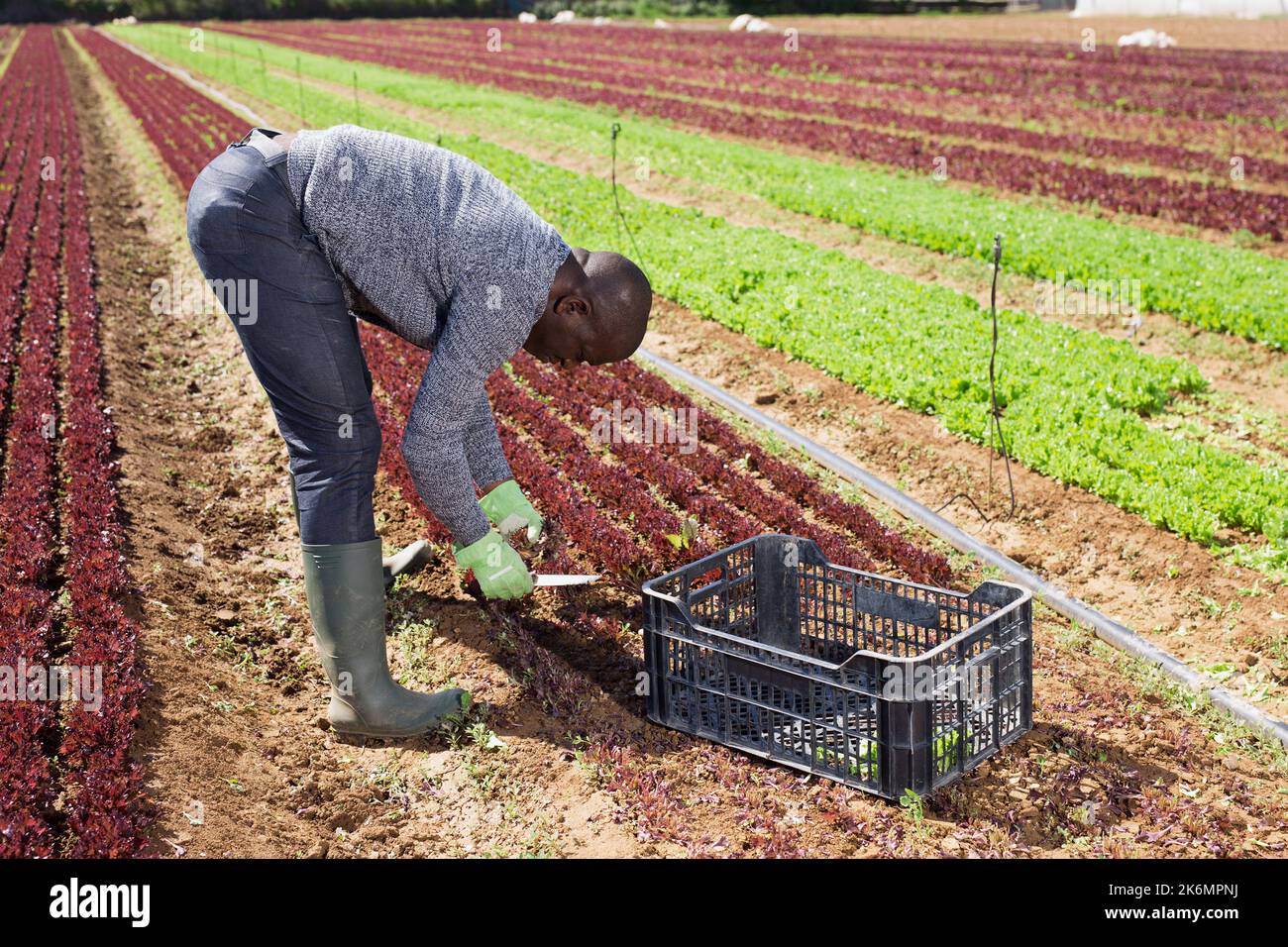 African American farmer harvesting red lettuce Stock Photo - Alamy
