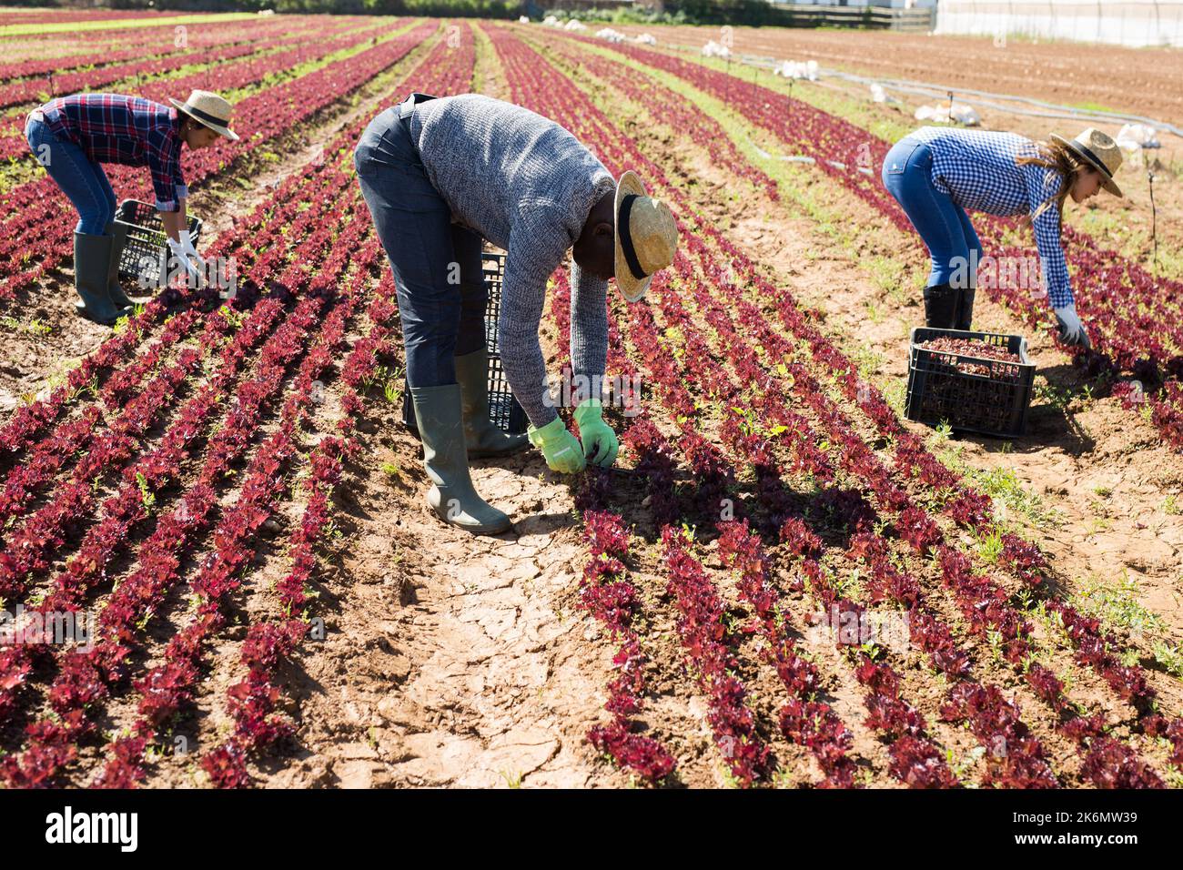 Farm workers cutting red lettuce on farm field Stock Photo - Alamy