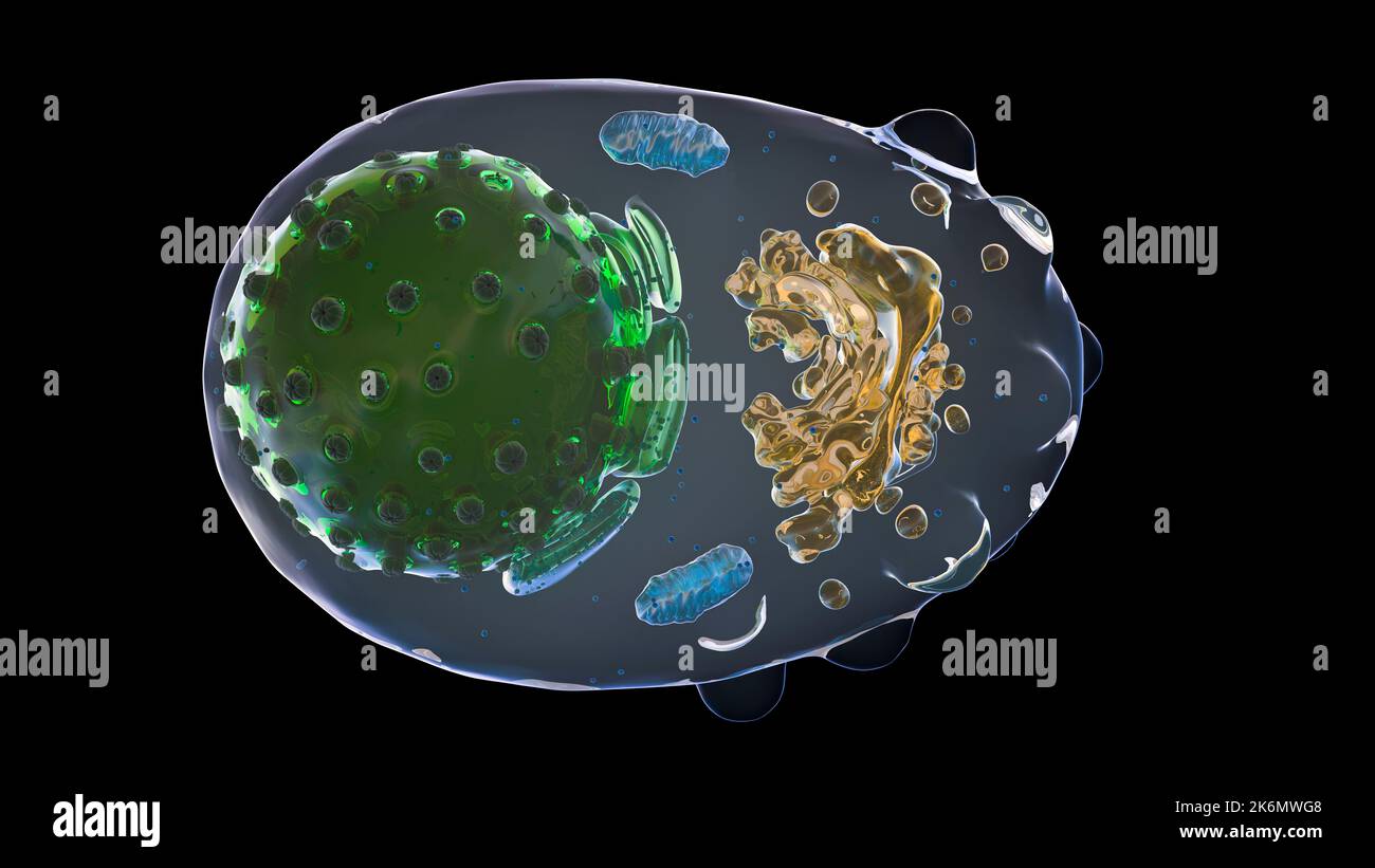 Plasma cell, illustration Stock Photo - Alamy