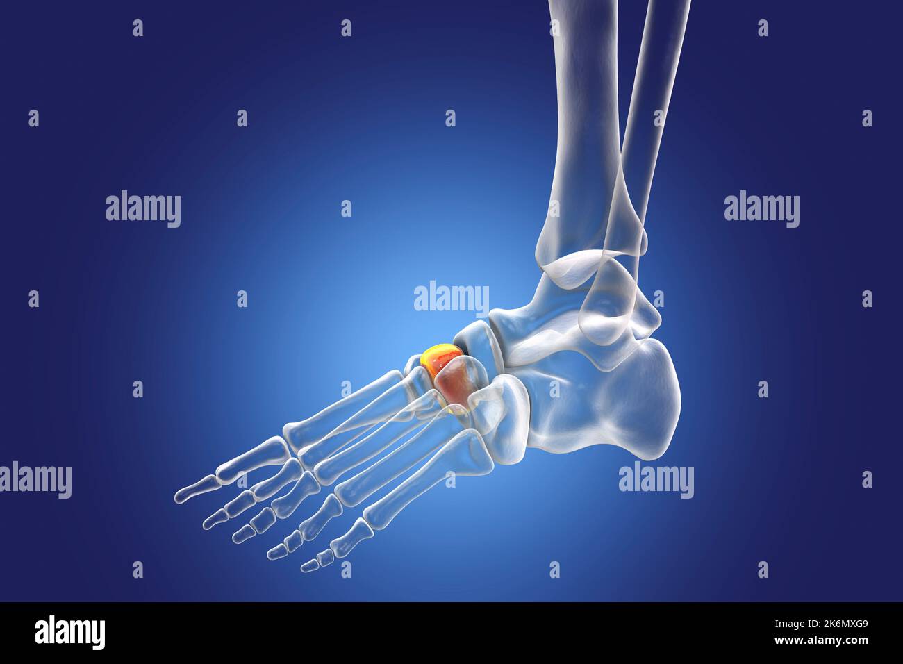 Intermediate cuneiform bone, illustration Stock Photo - Alamy