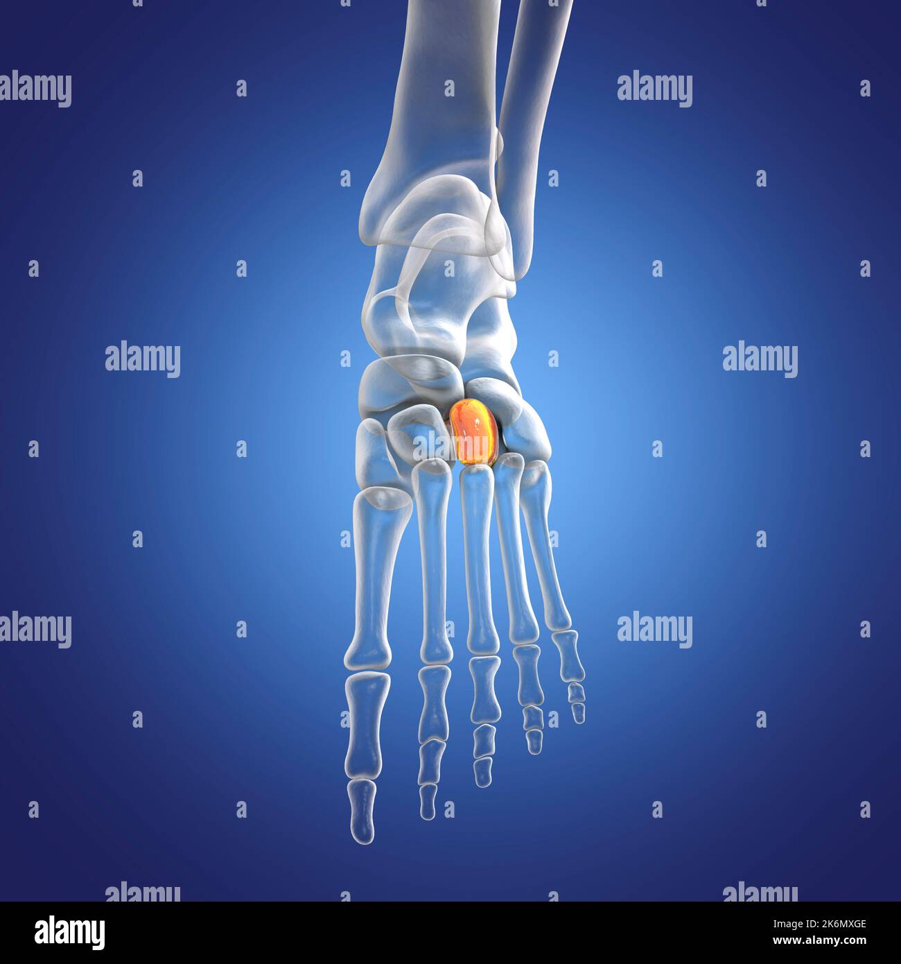 Lateral cuneiform bone hi-res stock photography and images - Alamy
