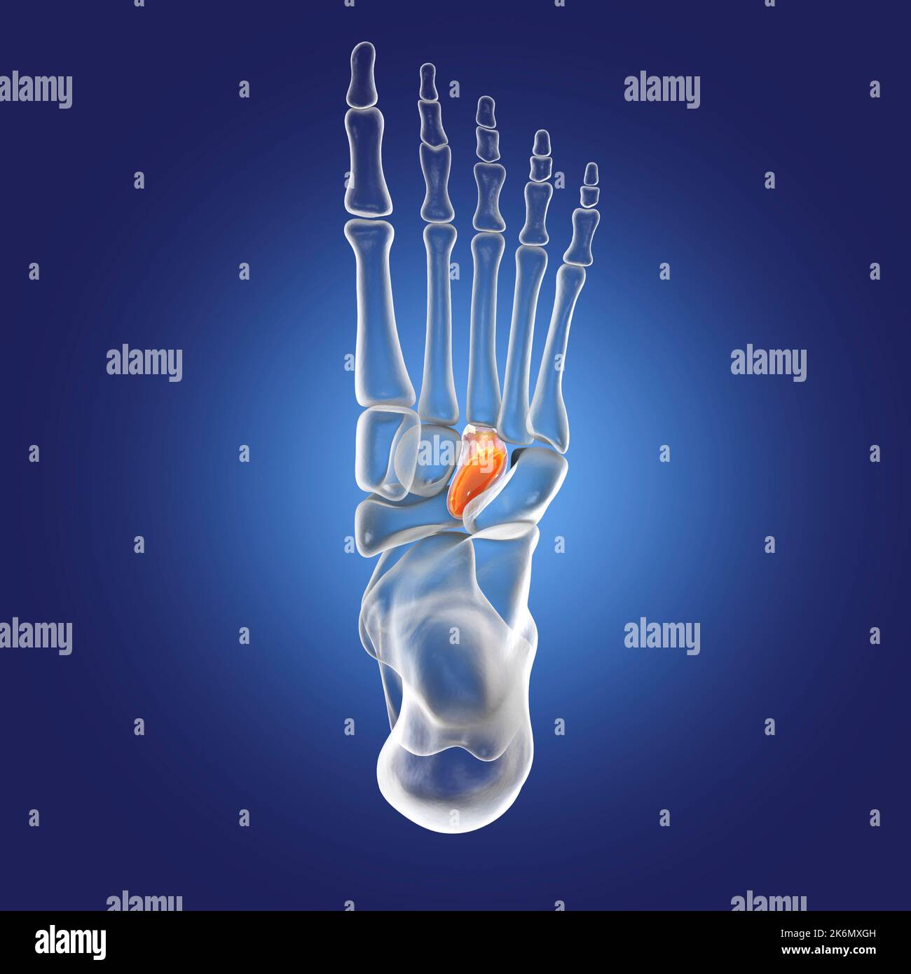 Lateral cuneiform bone, illustration Stock Photo - Alamy