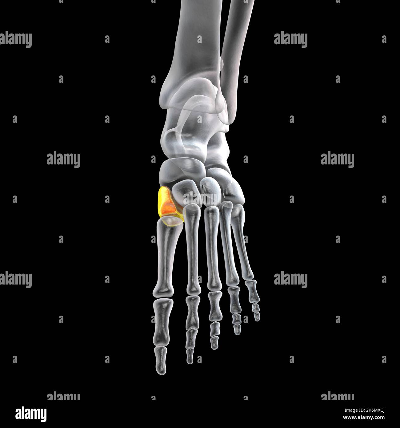 Medial cuneiform bone, illustration Stock Photo - Alamy