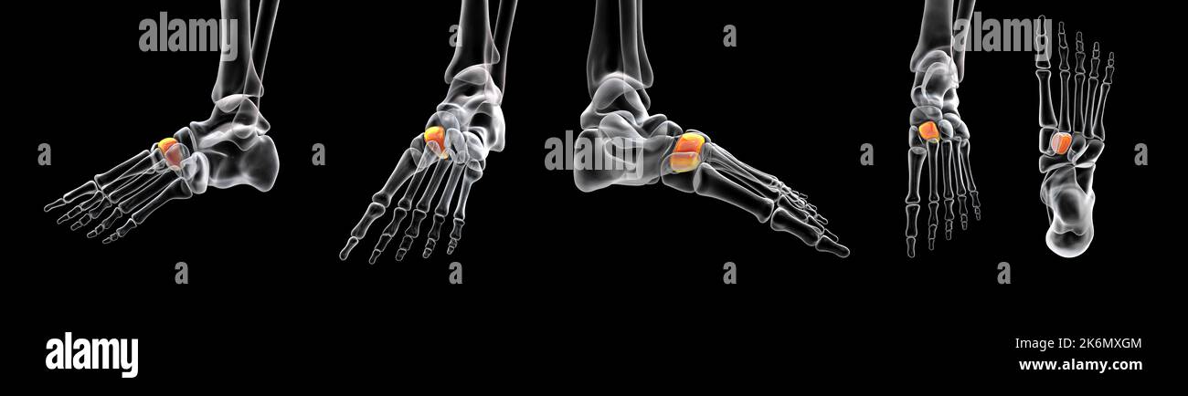 Human skeleton intermediate cuneiform bone hi-res stock photography and ...