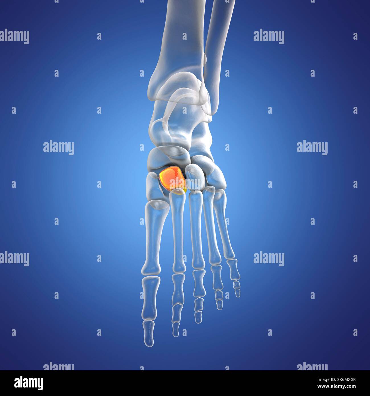 Intermediate cuneiform bone, illustration Stock Photo - Alamy