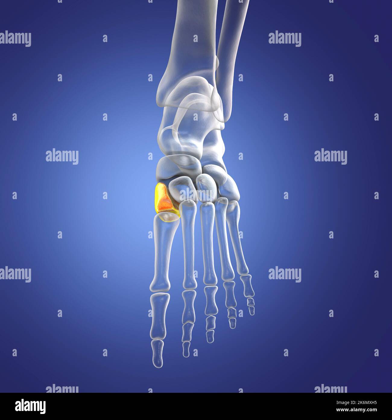 Medial cuneiform bone, illustration Stock Photo - Alamy