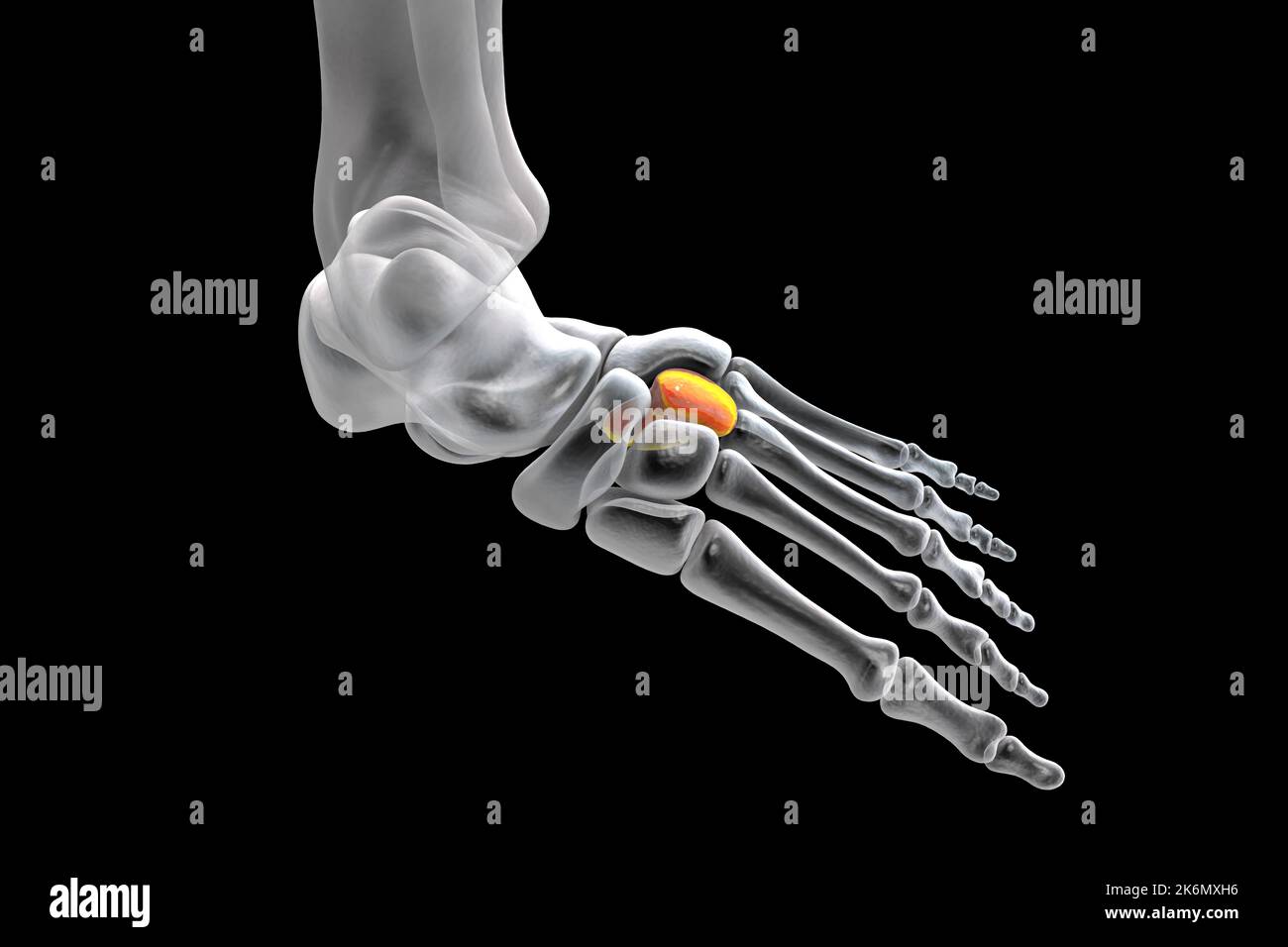 Lateral cuneiform bone, illustration Stock Photo - Alamy