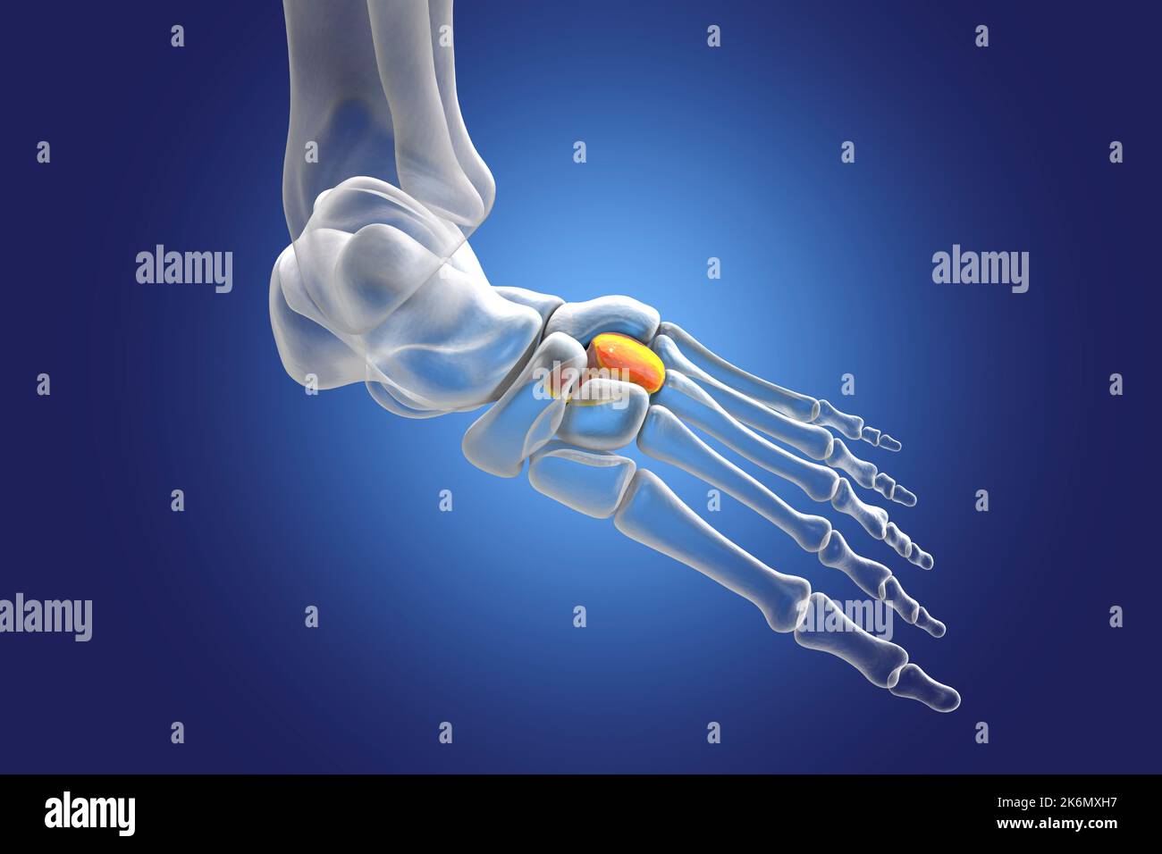 Lateral cuneiform bone, illustration Stock Photo - Alamy