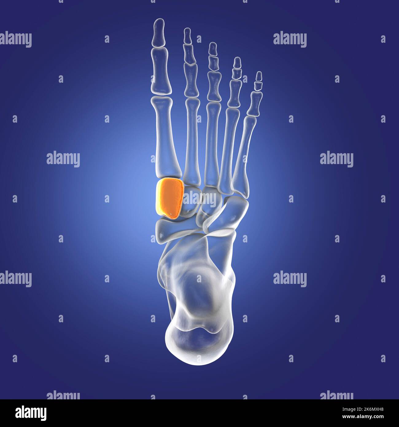 Medial cuneiform bone, illustration Stock Photo - Alamy