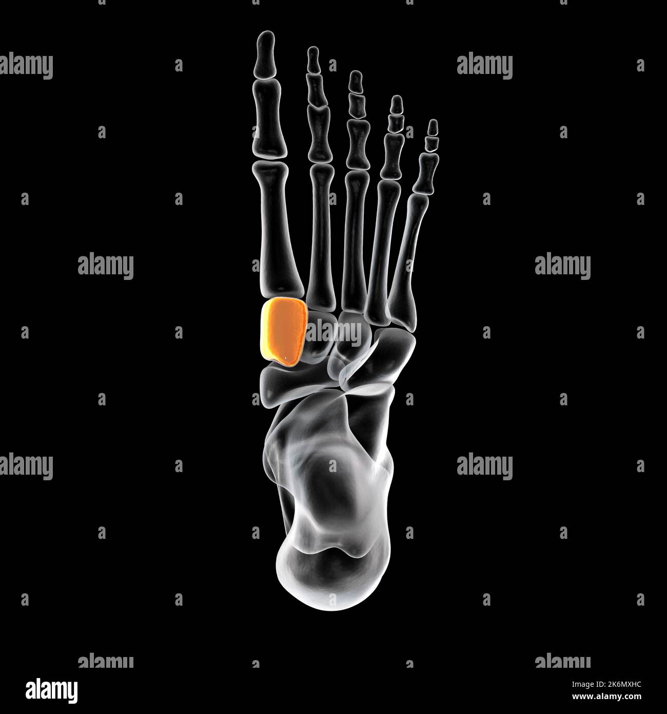 Medial cuneiform hi-res stock photography and images - Alamy