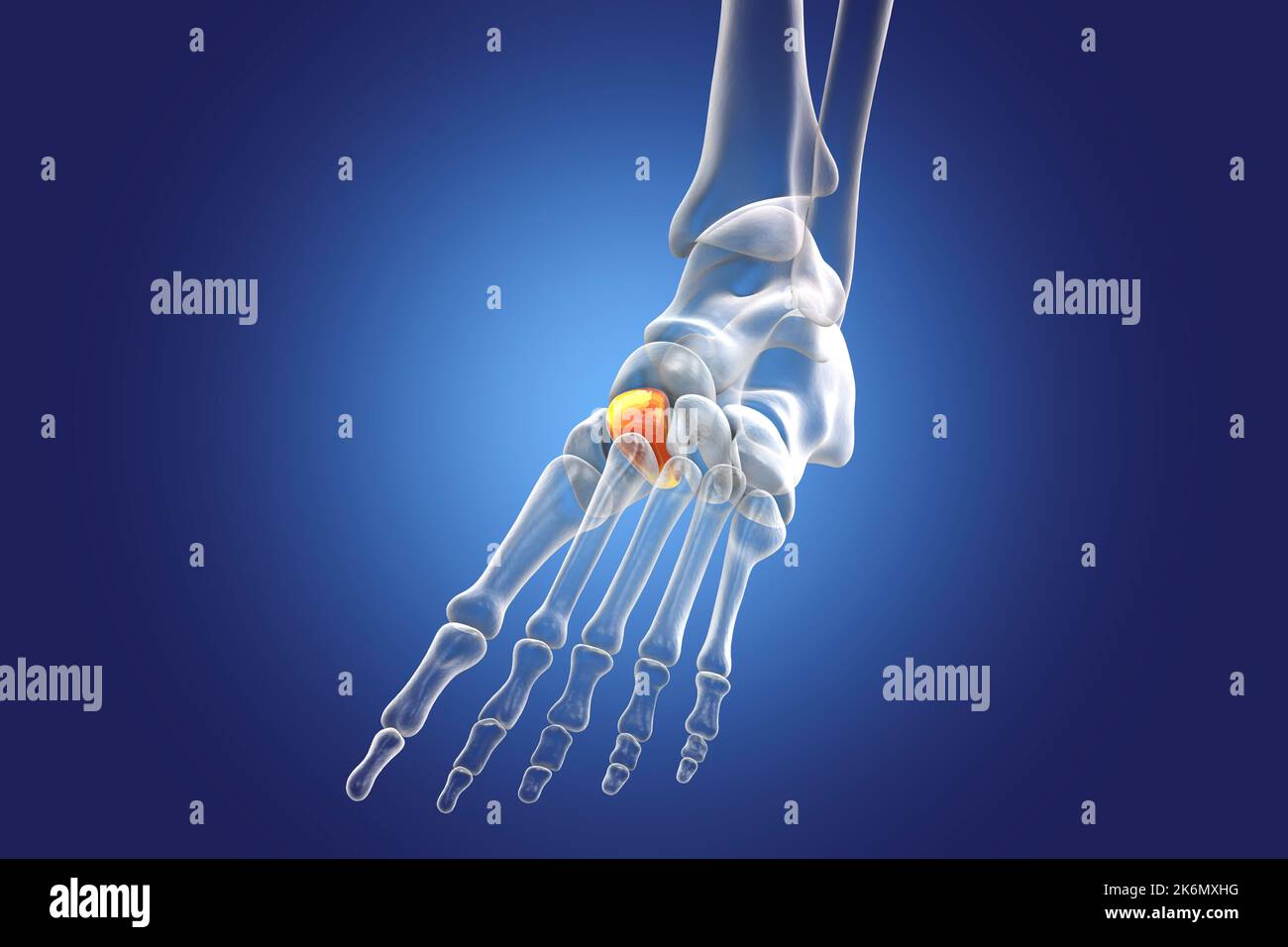 Intermediate cuneiform bone hi-res stock photography and images - Alamy