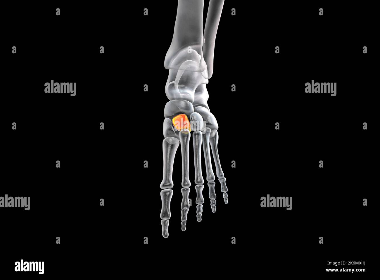Intermediate cuneiform bone, illustration Stock Photo - Alamy