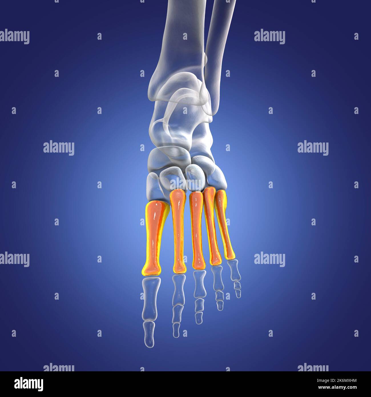 Metatarsal bones of the foot, illustration Stock Photo - Alamy