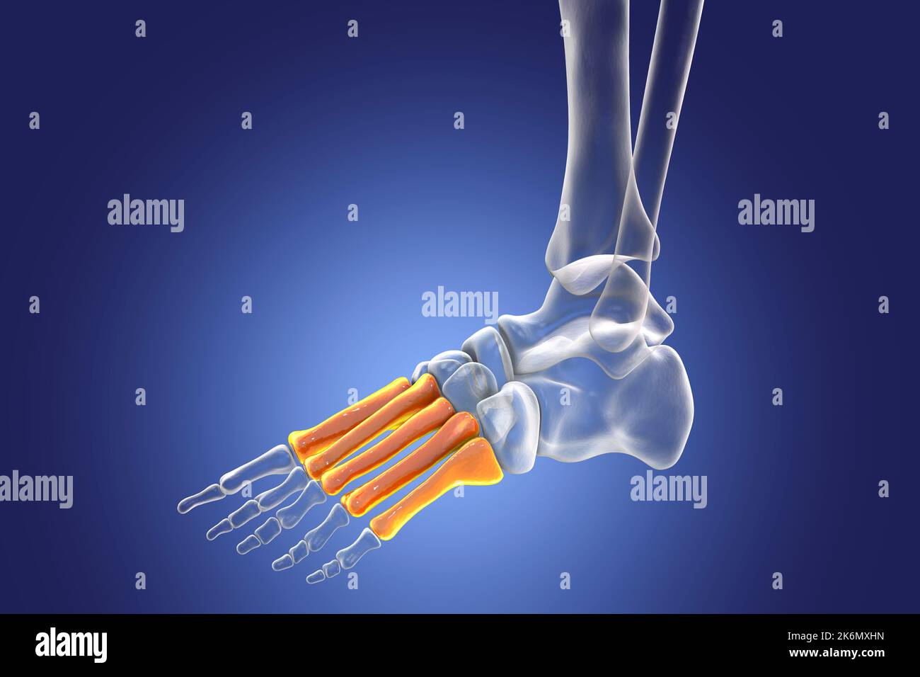 Metatarsal bones of the foot, illustration Stock Photo - Alamy