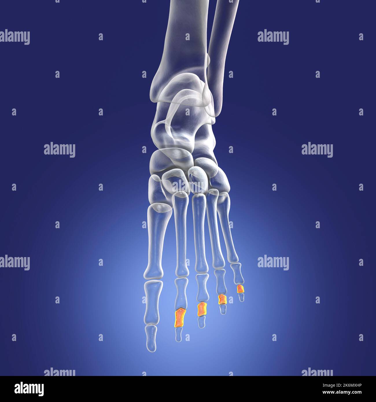 Middle phalange bones hi-res stock photography and images - Alamy