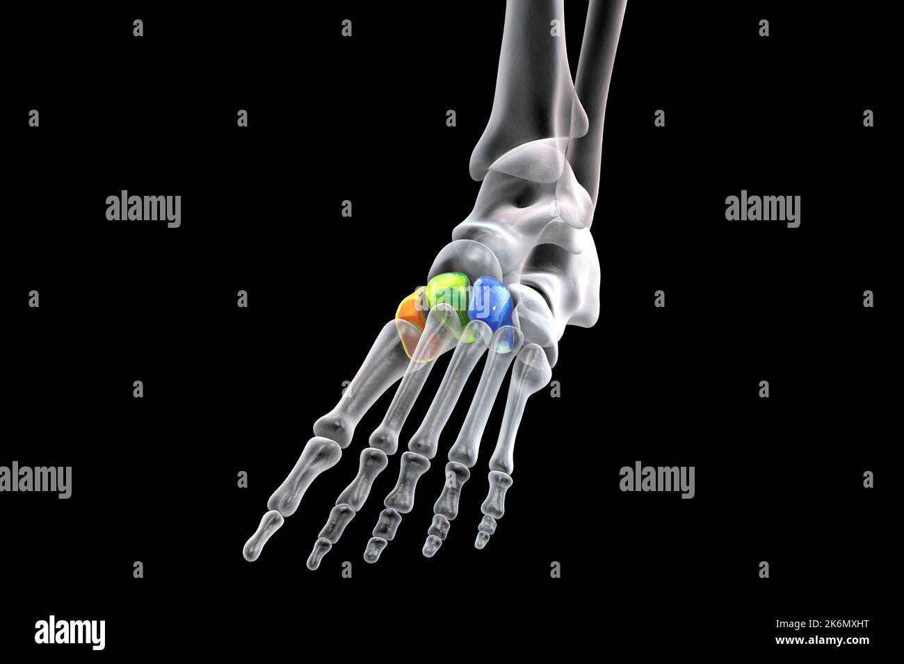 Cuneiform bones of the foot, illustration Stock Photo - Alamy