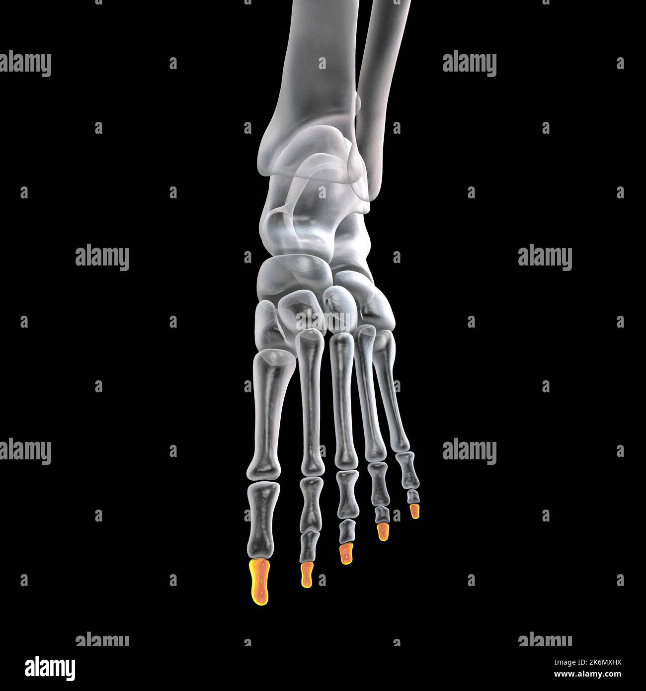 Distal phalange bones of the foot, illustration Stock Photo - Alamy