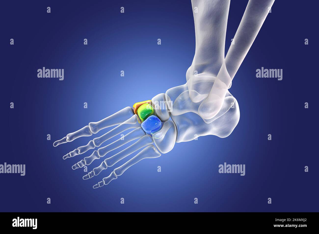 Cuneiform bones of the foot, illustration Stock Photo - Alamy