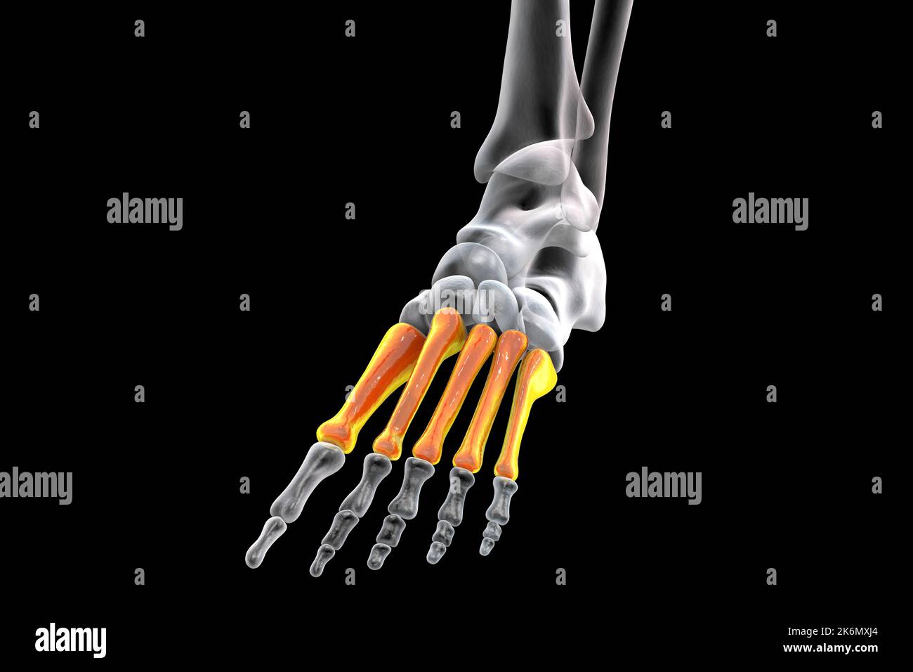 Metatarsal bones of the foot, illustration Stock Photo - Alamy