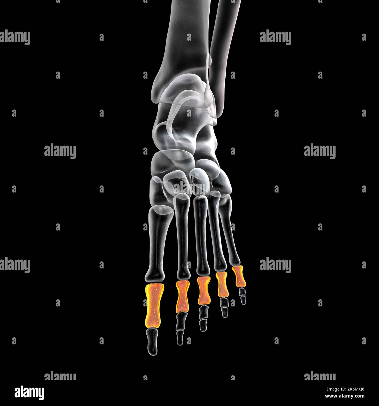 Proximal phalange bones of the foot, illustration Stock Photo - Alamy