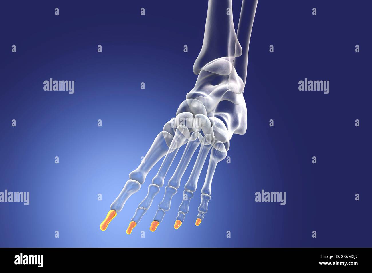 Distal phalange bones of the foot, illustration Stock Photo - Alamy