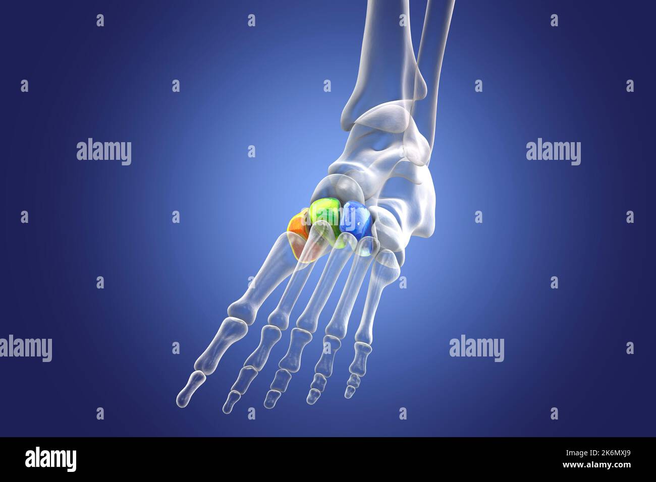 Cuneiform bones of the foot, illustration Stock Photo - Alamy