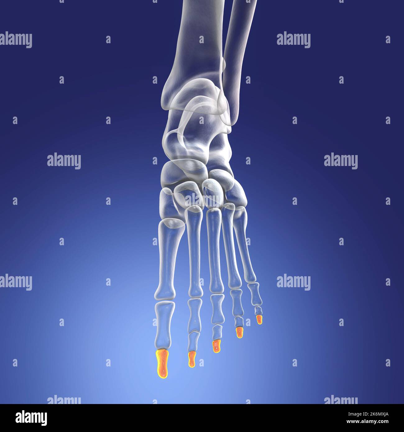 Distal phalange bones of the foot, illustration Stock Photo - Alamy