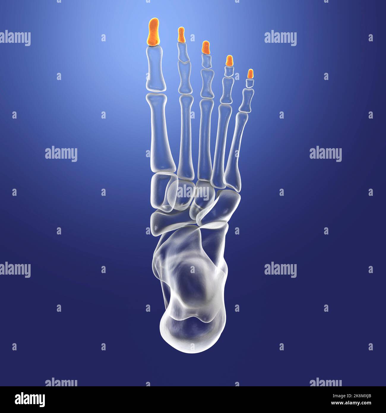Distal phalange bones of the foot, illustration Stock Photo - Alamy