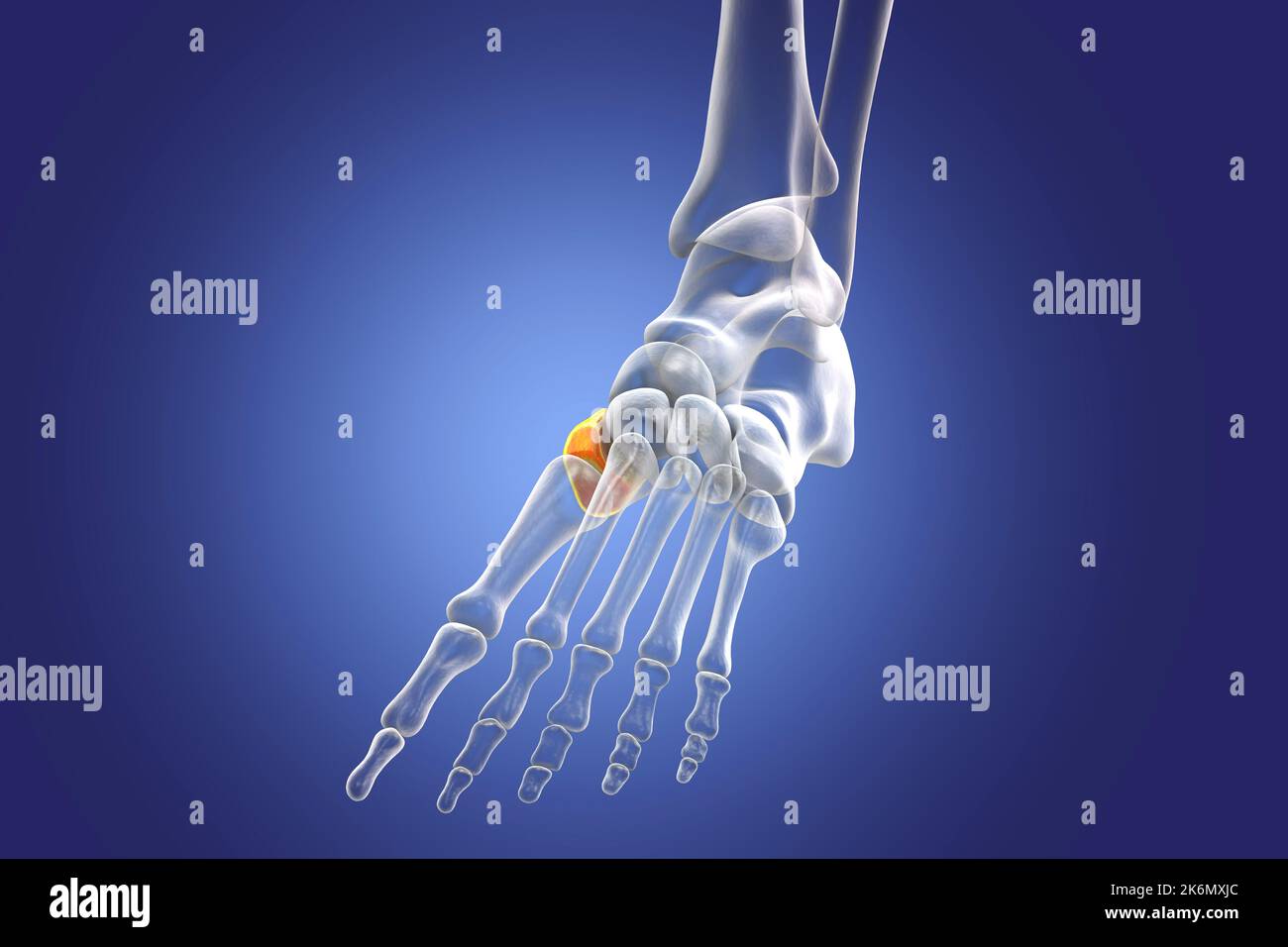 Medial cuneiform bone, illustration Stock Photo - Alamy