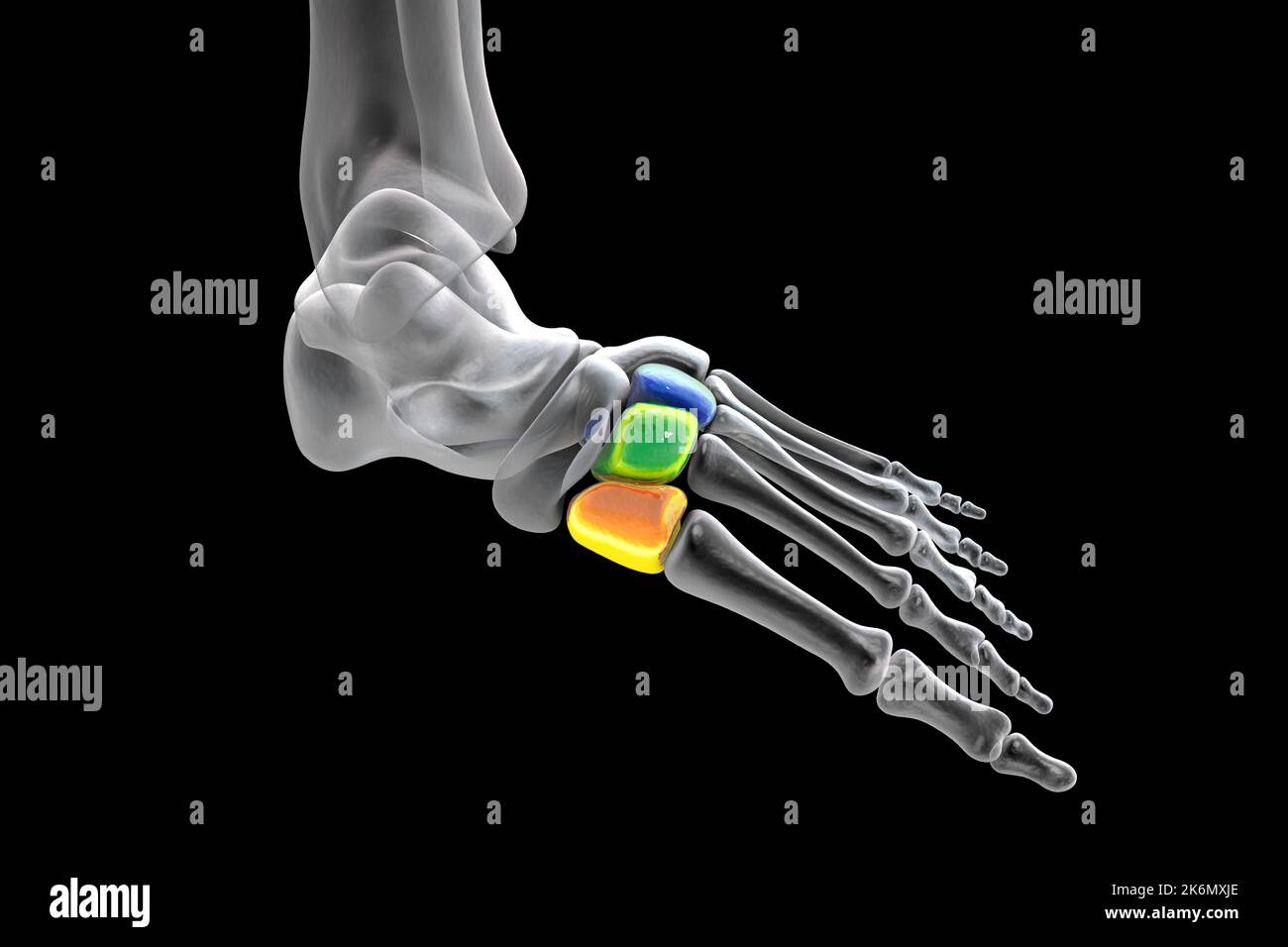 Cuneiform bones of the foot, illustration Stock Photo - Alamy