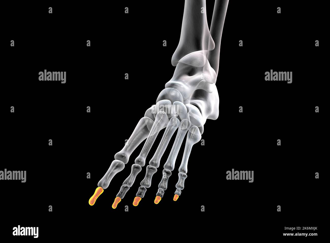 Distal phalange bones of the foot, illustration Stock Photo - Alamy
