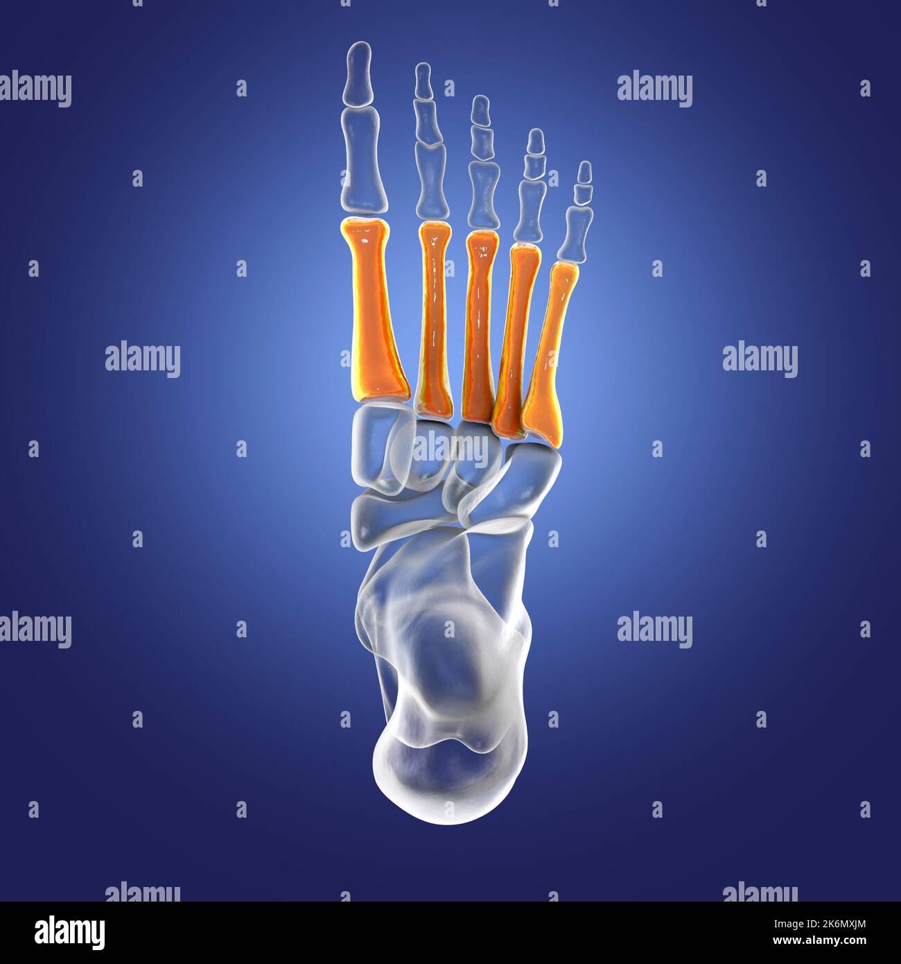 Metatarsal bones of the foot, illustration Stock Photo - Alamy