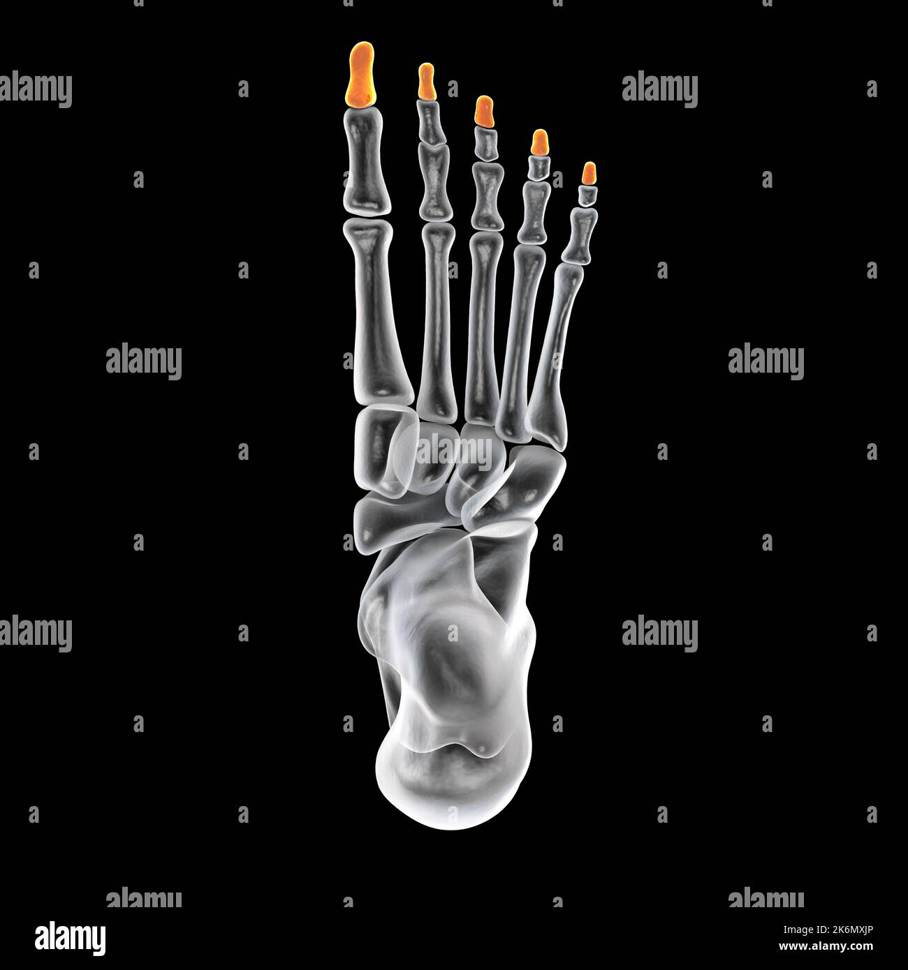Distal phalange bones of the foot, illustration Stock Photo - Alamy