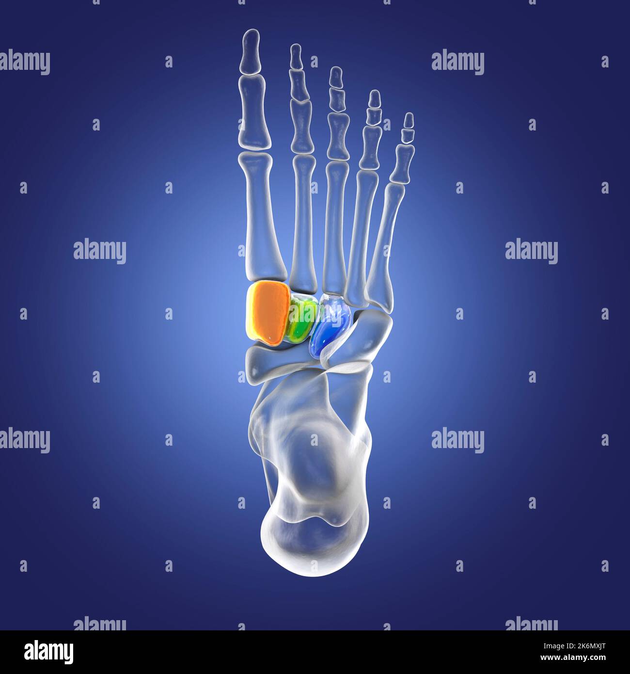 Cuneiform bones of the foot, illustration Stock Photo - Alamy