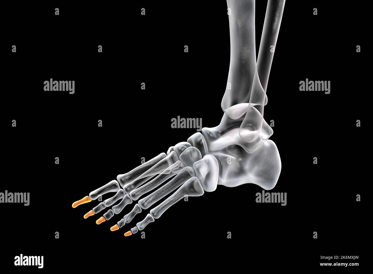 Distal Phalange Bones Of The Foot Illustration Stock Photo Alamy distal-phalange-bones-of-the-foot-illustration-stock-photo-alamy