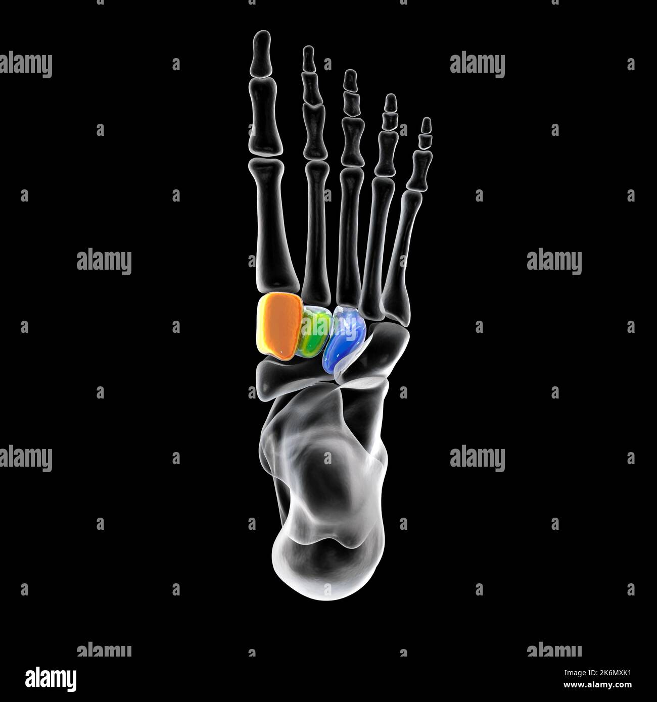 Cuneiform bones of the foot, illustration Stock Photo - Alamy