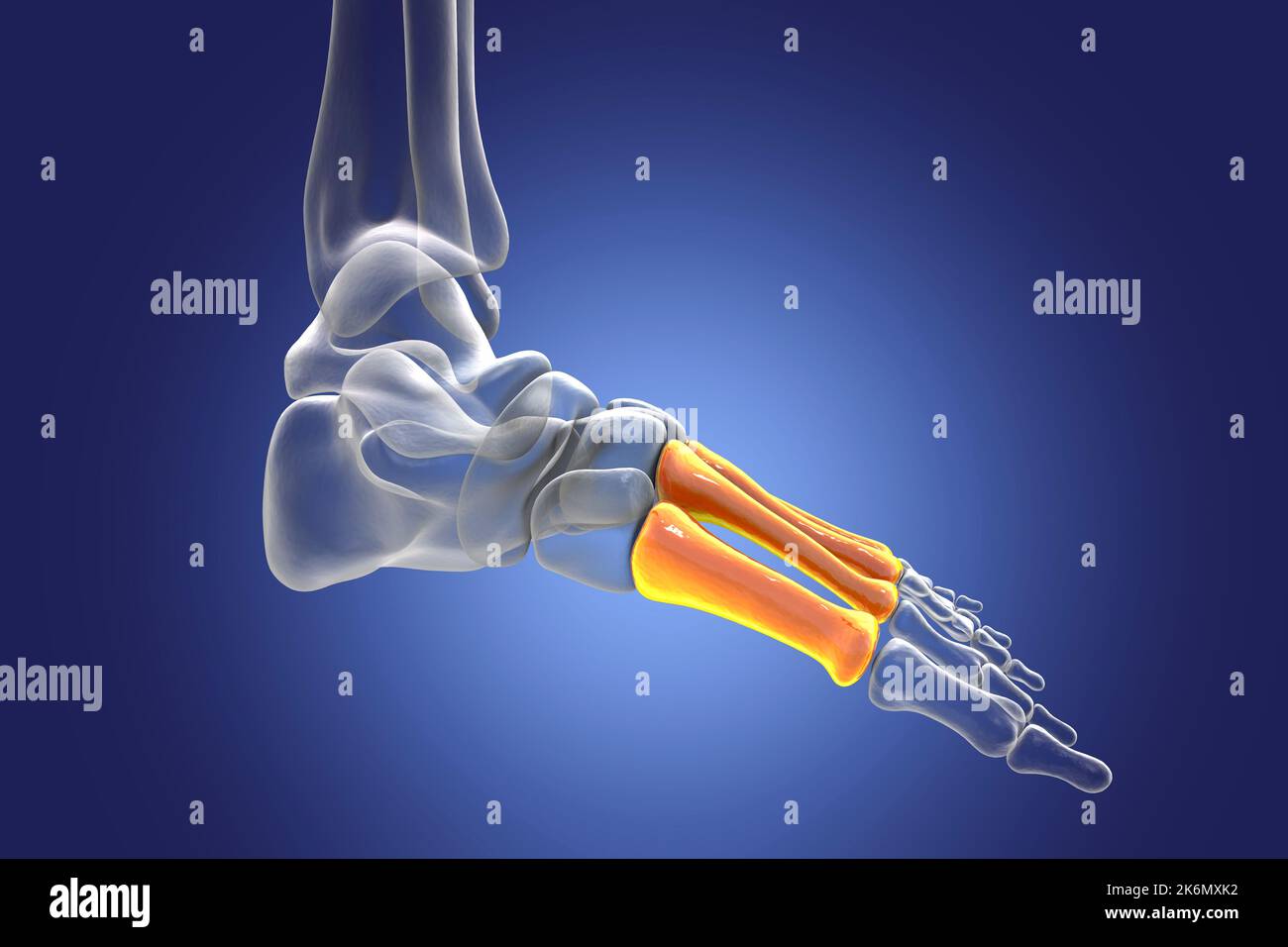 Metatarsal bones of the foot, illustration Stock Photo - Alamy