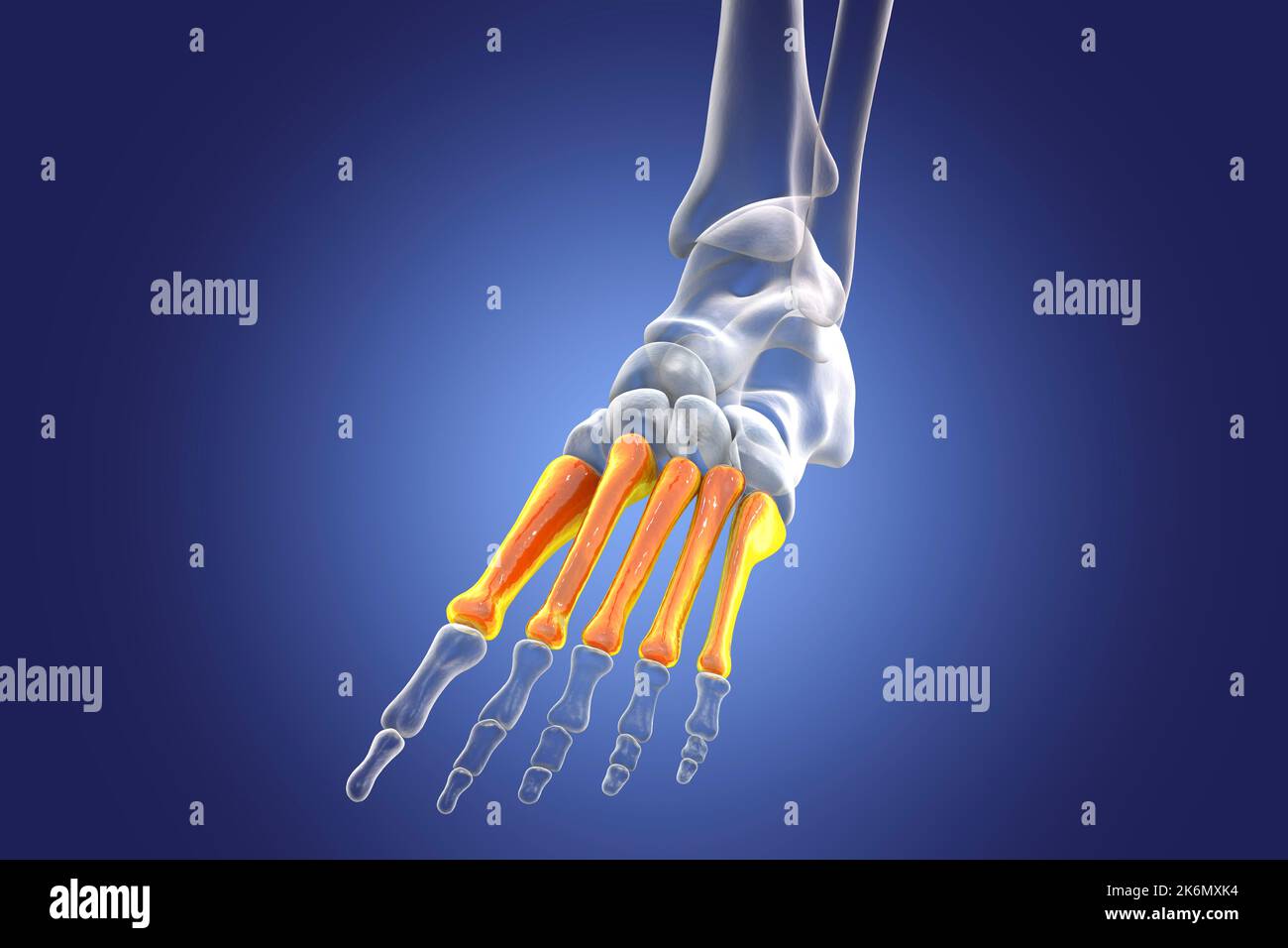 Metatarsal bones of the foot, illustration Stock Photo - Alamy