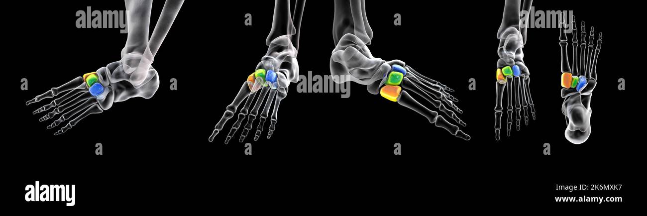 Cuneiform bones of the foot, illustration Stock Photo - Alamy