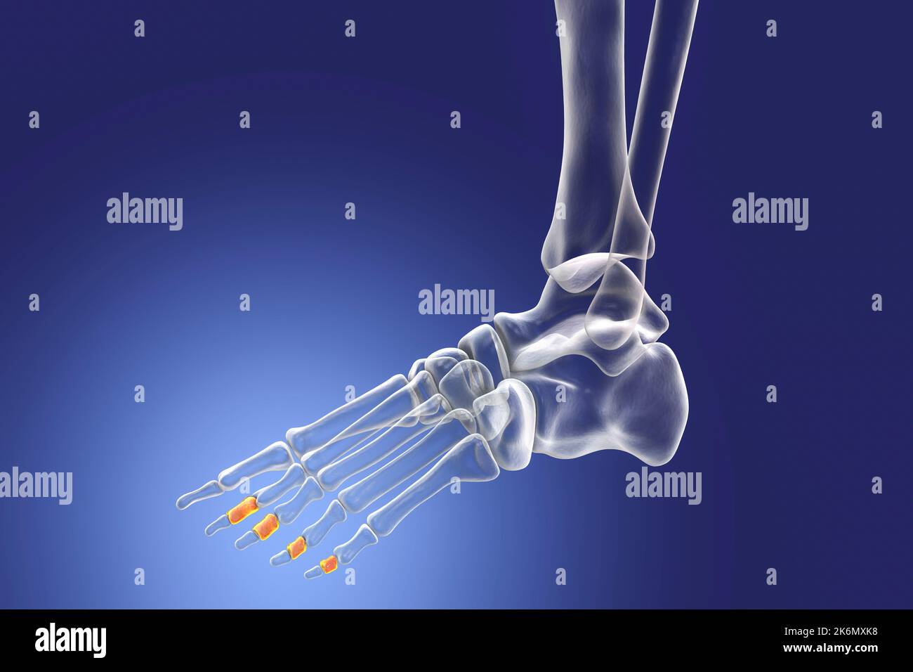 Middle phalange bones of the foot, illustration Stock Photo - Alamy