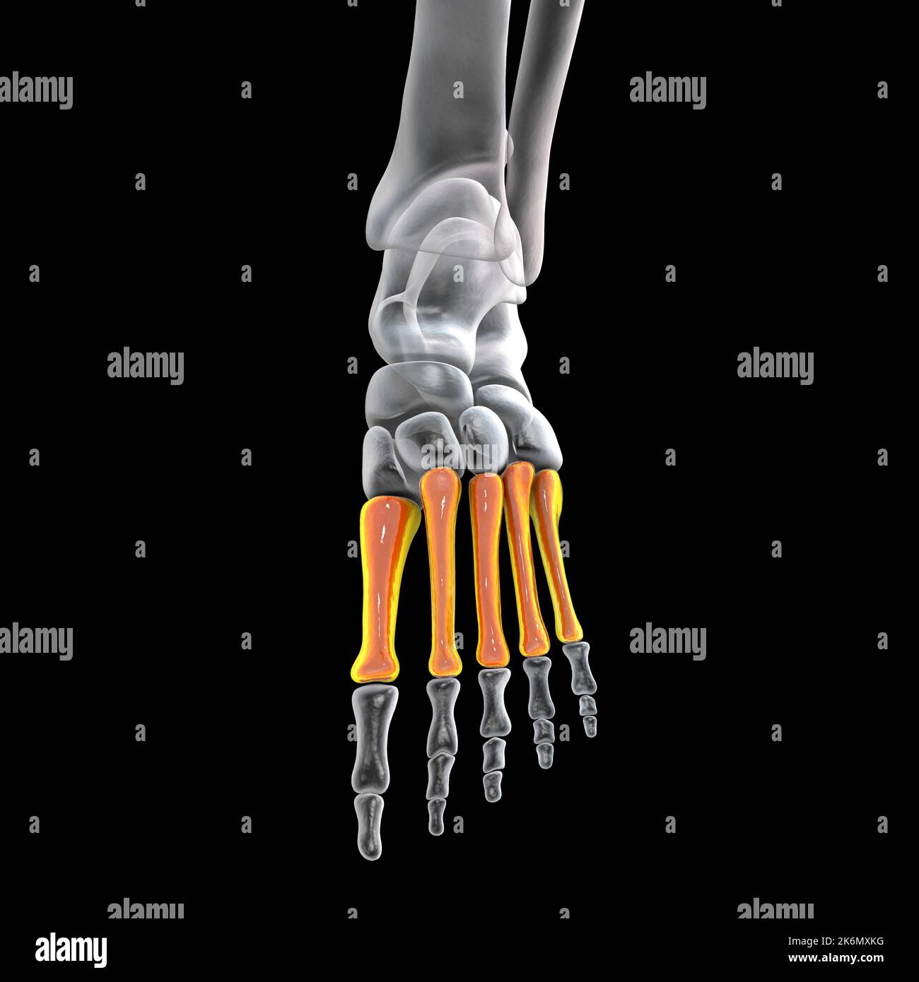 Metatarsal bones of the foot, illustration Stock Photo - Alamy