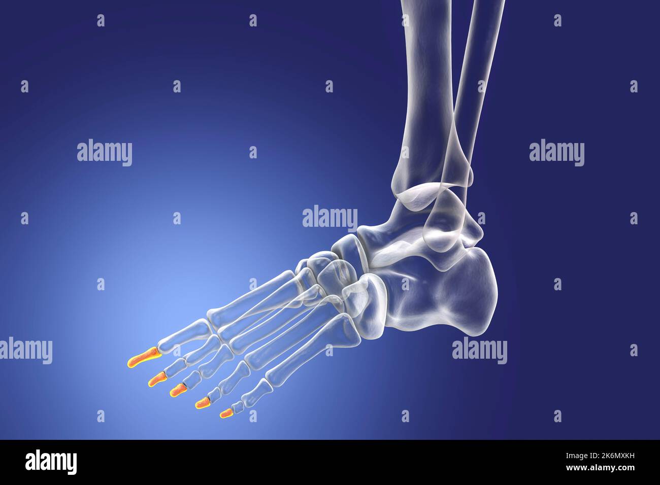 Distal phalange bones of the foot, illustration Stock Photo - Alamy