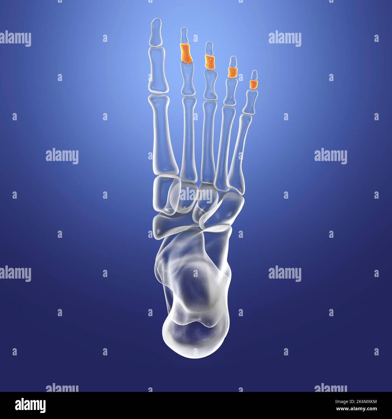 Middle phalange bones of the foot, illustration Stock Photo - Alamy