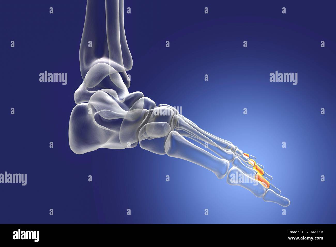 Middle Phalange Bones Of The Foot Illustration Stock Photo Alamy middle-phalange-bones-of-the-foot-illustration-stock-photo-alamy