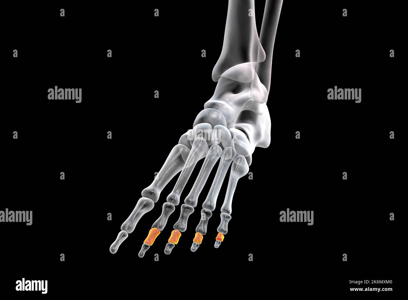 Middle phalange bones of the foot, illustration Stock Photo - Alamy